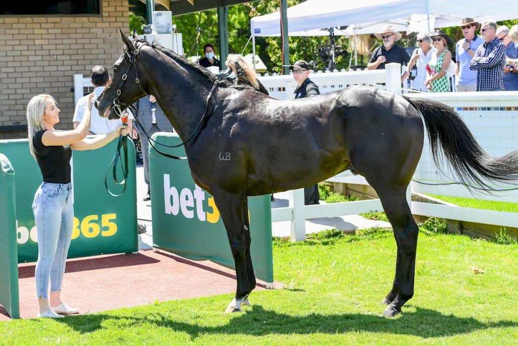 The Trophy Room – theloftygroup.au