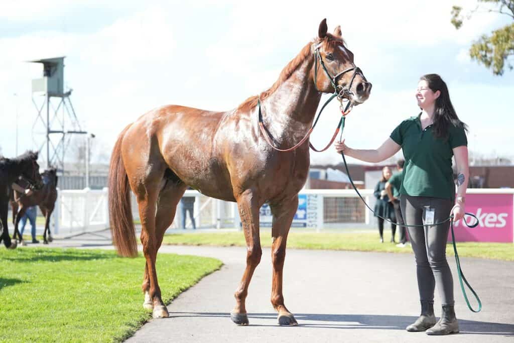 The Trophy Room – theloftygroup.au