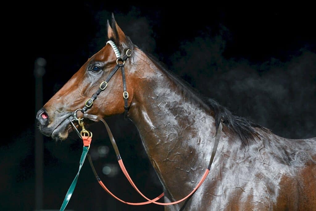 The Trophy Room – theloftygroup.au